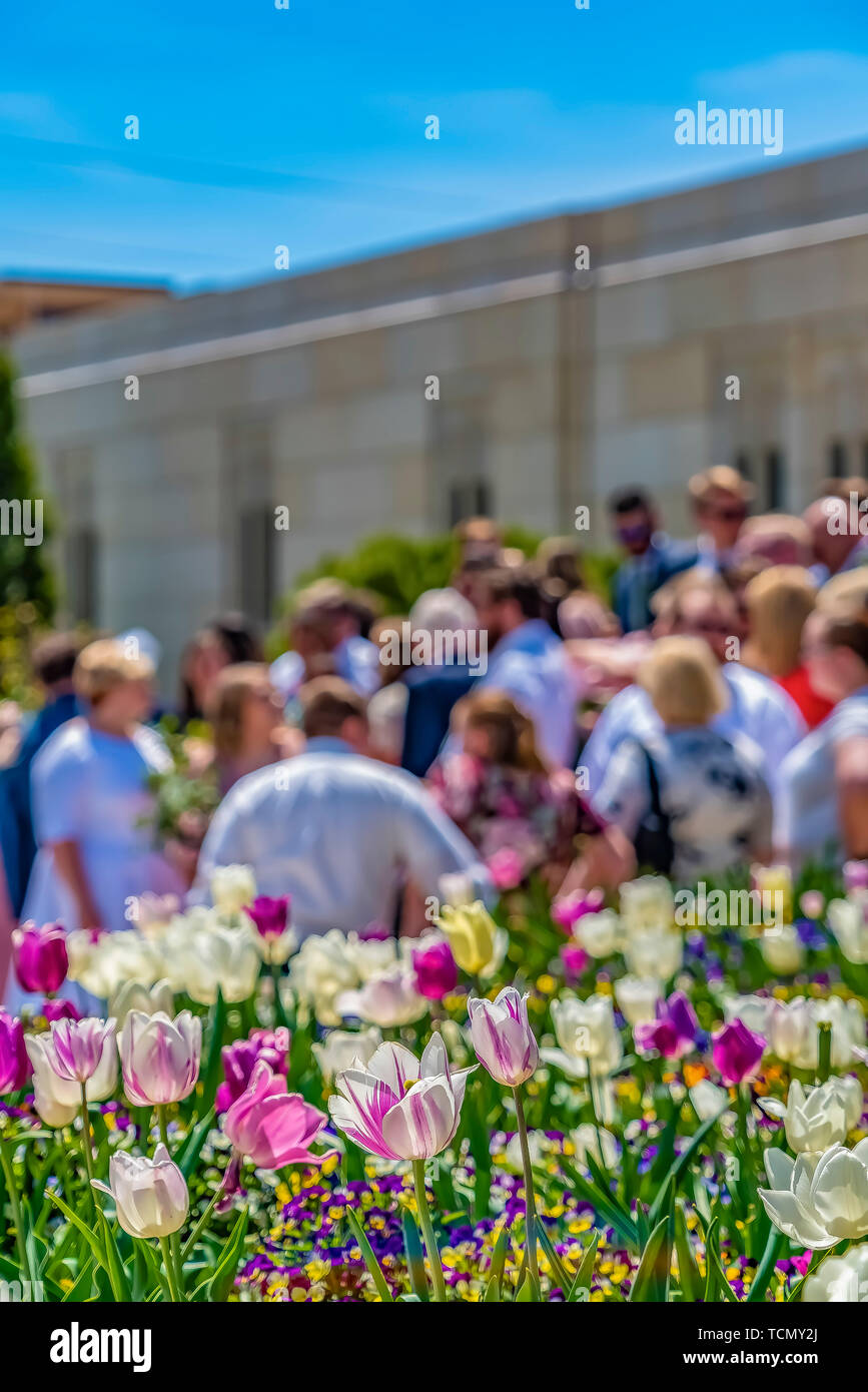 Glorious spring blossoms hi-res stock photography and images - Alamy