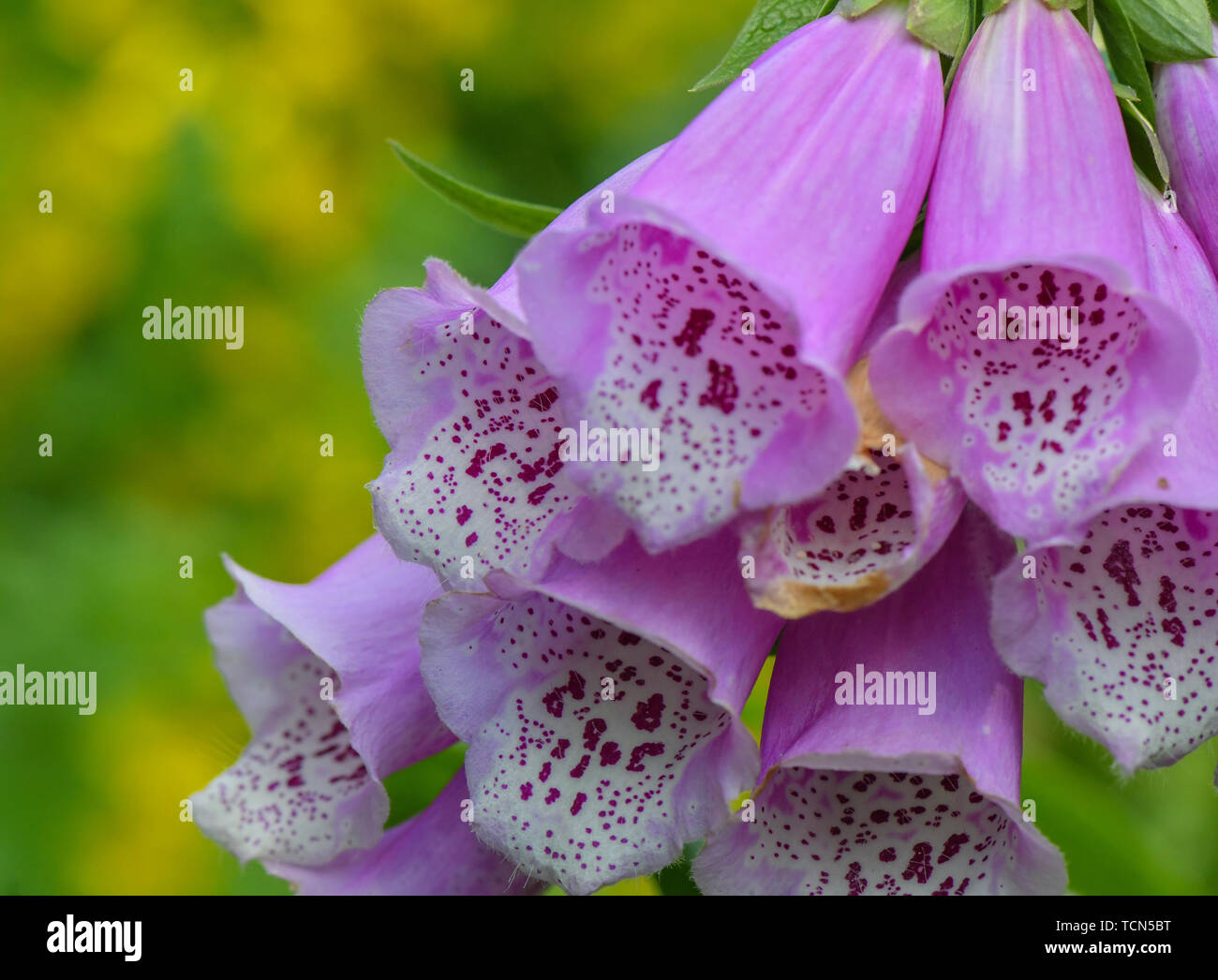 Sieversdorf, Germany. 08th June, 2019. The red thimble (Digitalis ...