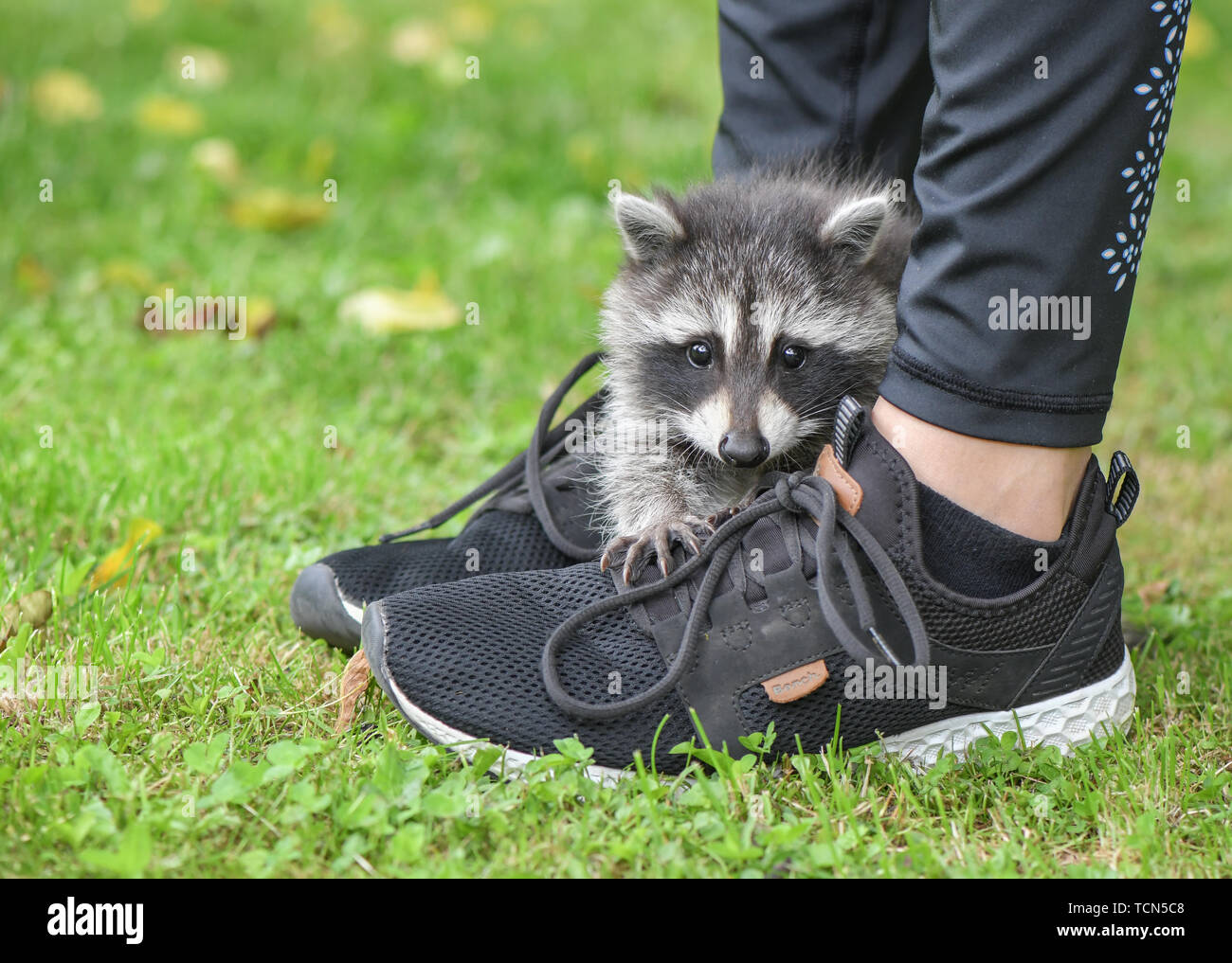 Animals Without Legs