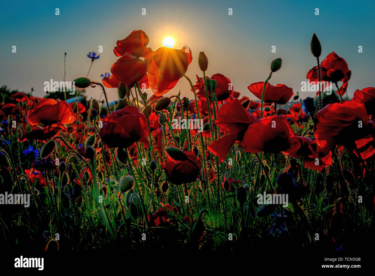 Poppy leaves hi-res stock photography and images - Alamy