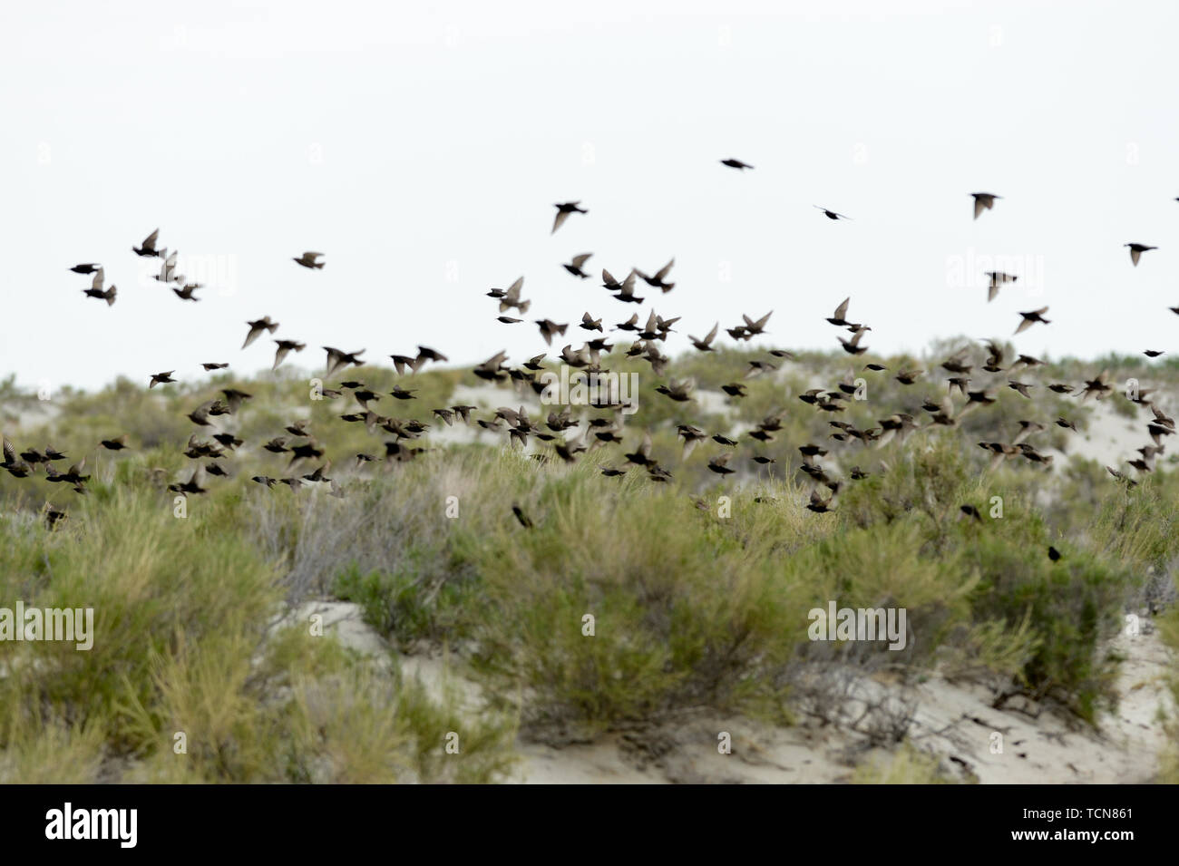 Altay, China's Xinjiang Uygur Autonomous Region. 9th June, 2019. Wild ...