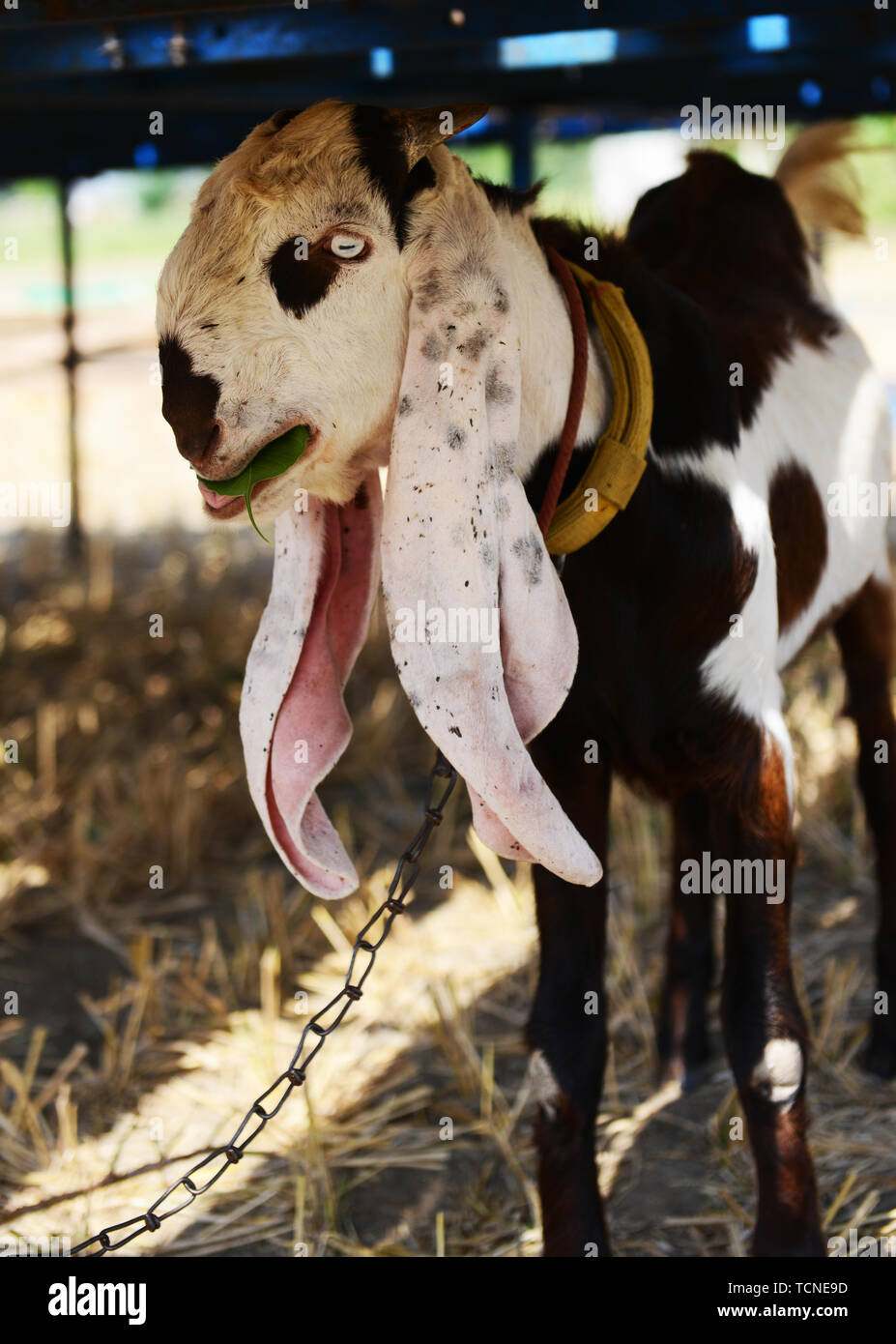 Long eared goat hi-res stock photography and images - Alamy