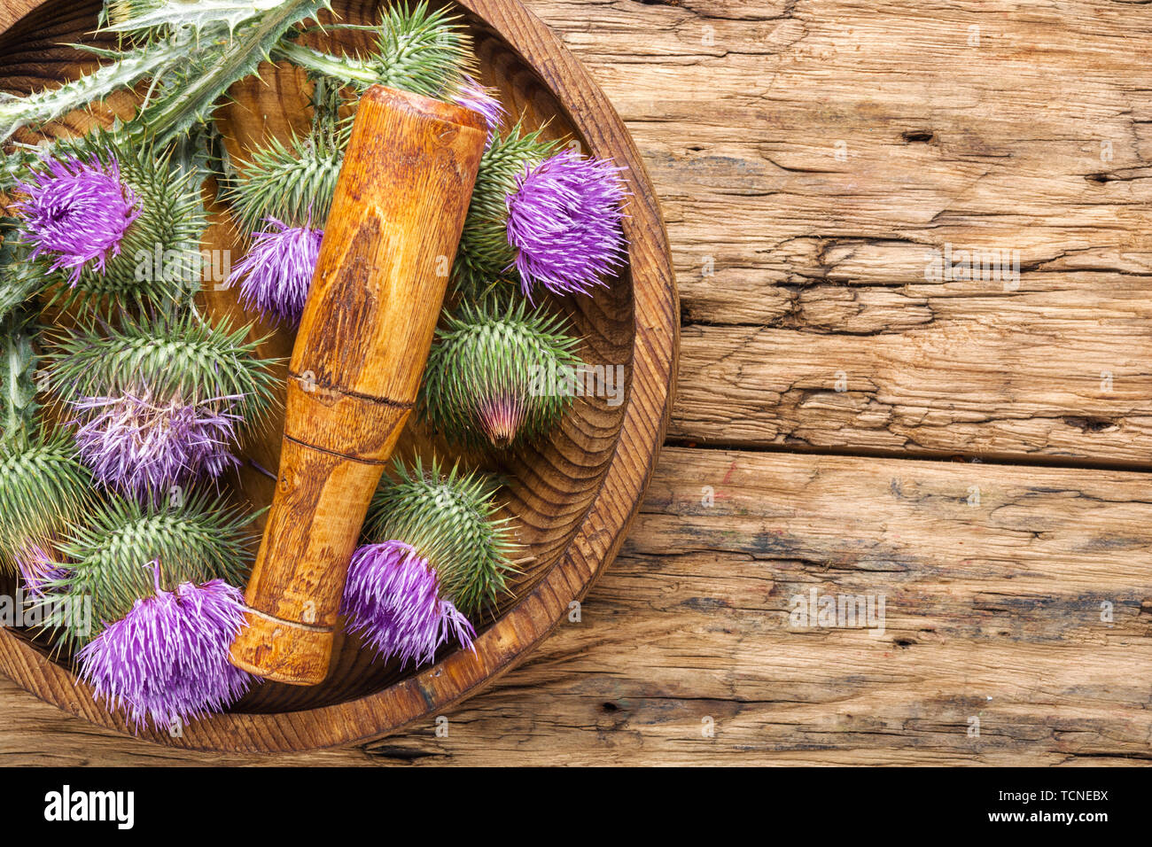 Medicinal plant thistle.Pink thorny thistle flower.Silybum marianum ...