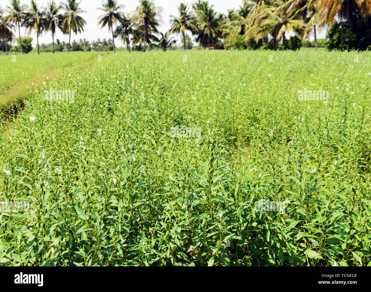 Okra farming hi-res stock photography and images - Alamy