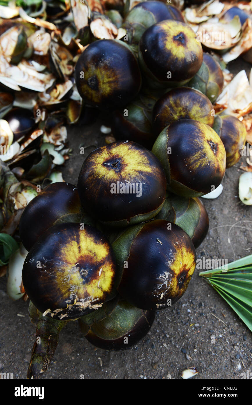 Palmyra fruits in Tamil Nadu, India Stock Photo - Alamy
