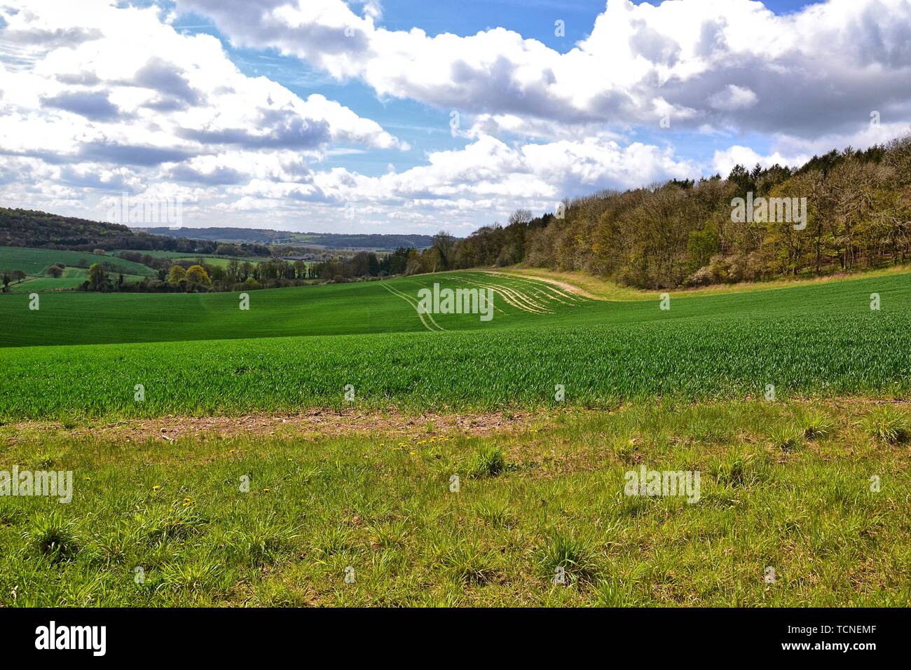 Viewpoint across fields from Wendover Woods, Buckinghamshire, UK Stock ...