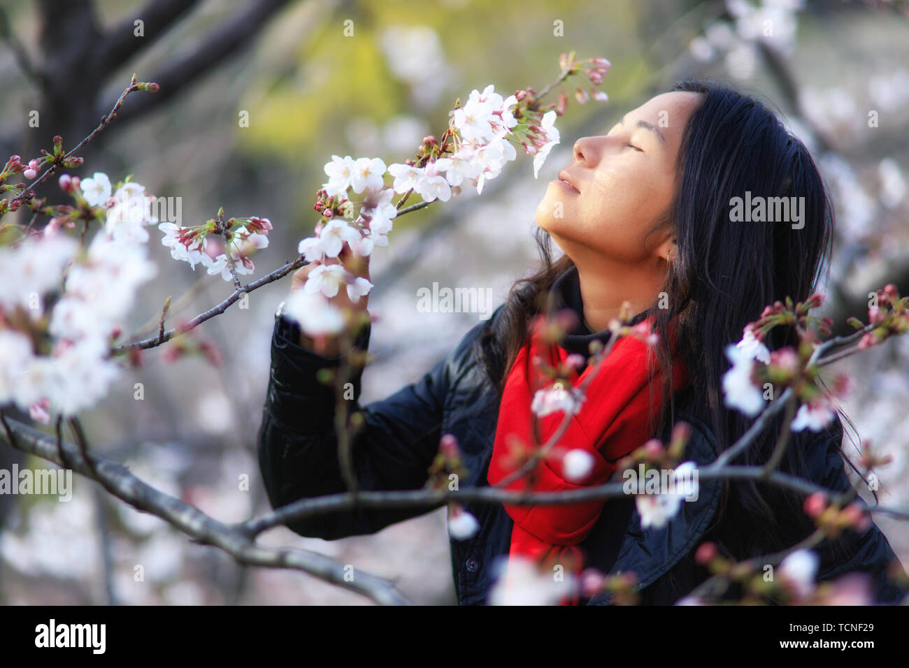 Woman smelling cherry tree flowers in a Japanese park Stock Photo - Alamy