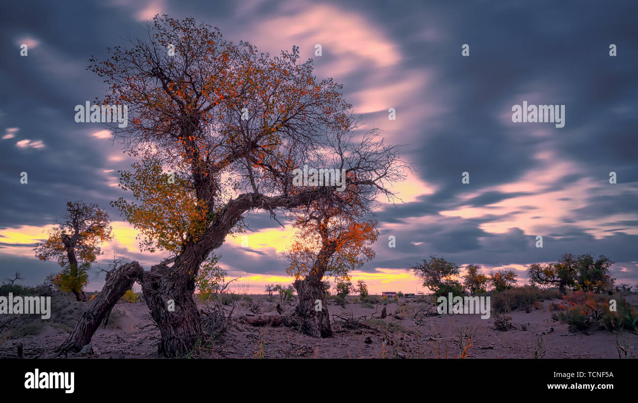 Poplar in Ejina ----3,000-year-old Hu Yang, photographed in Ejina flag ...