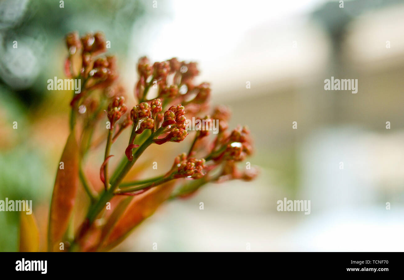 New buds in the rain Stock Photo - Alamy