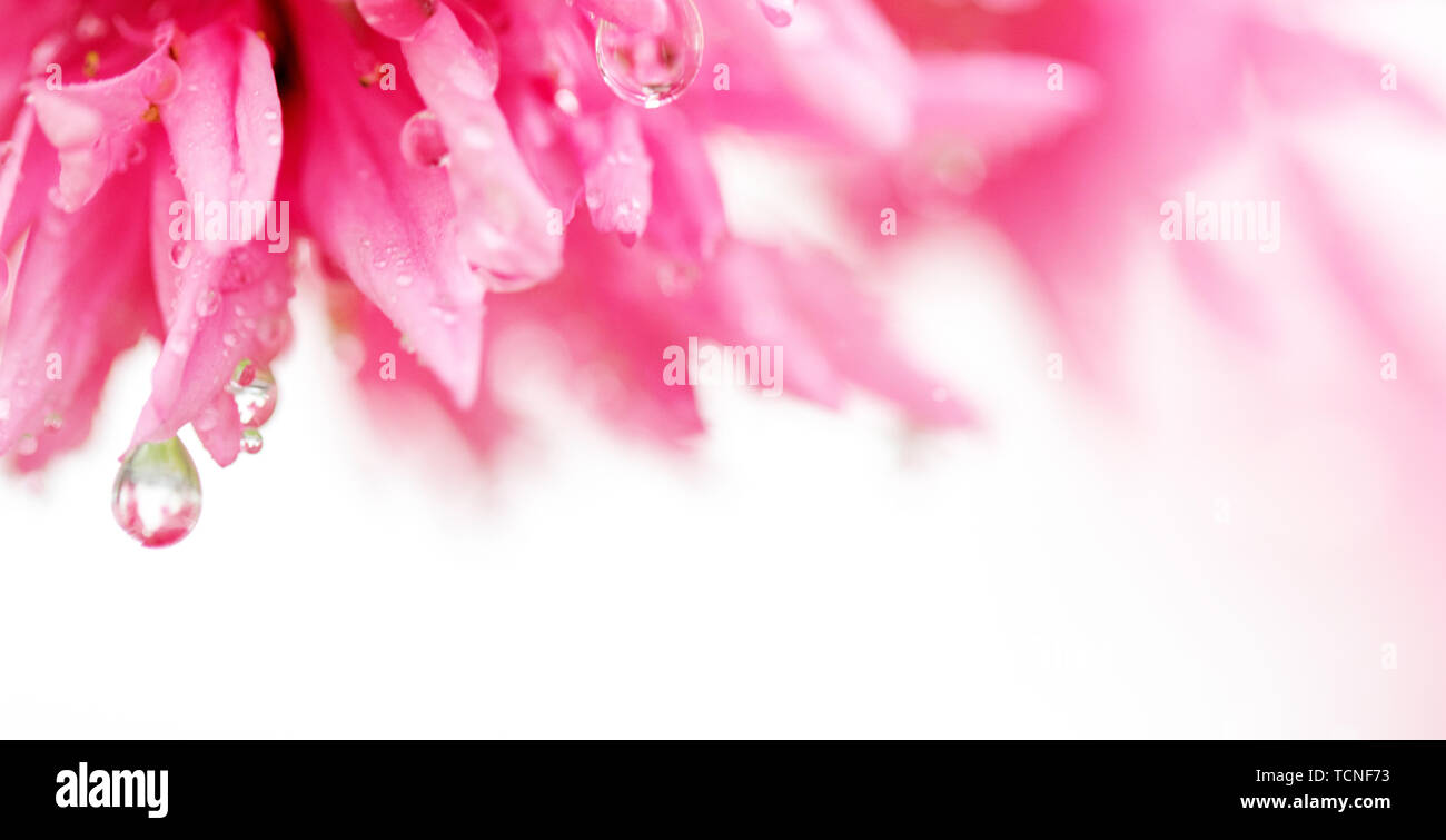 Beautiful flowers bloom in spring Stock Photo - Alamy