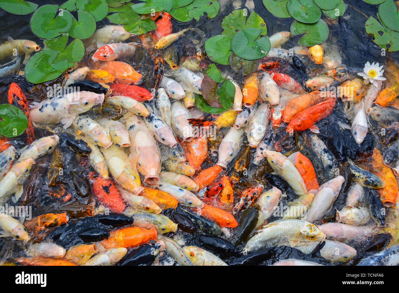 Goldfish texture hi-res stock photography and images - Alamy