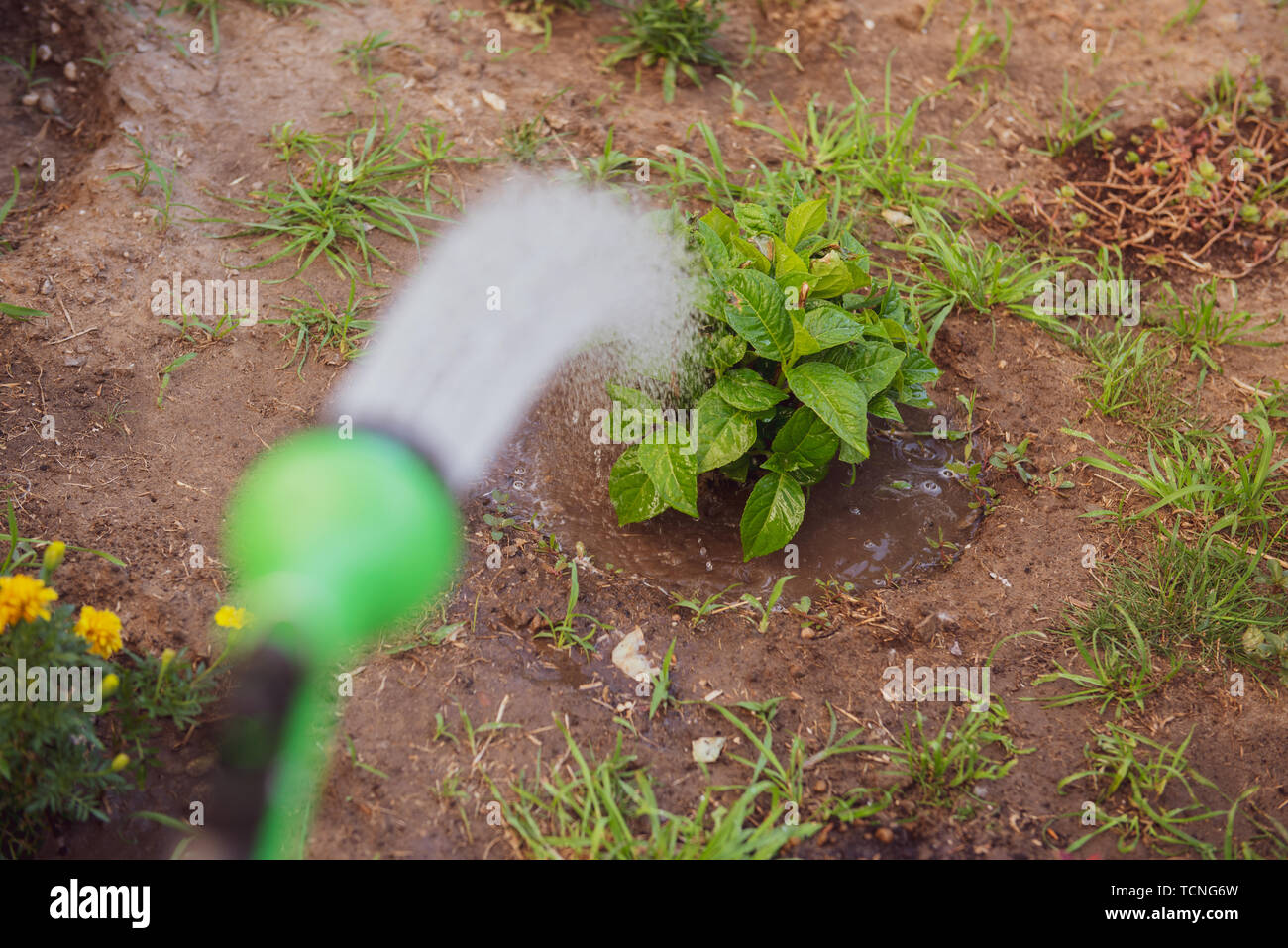 Dirt flowers hi-res stock photography and images - Alamy