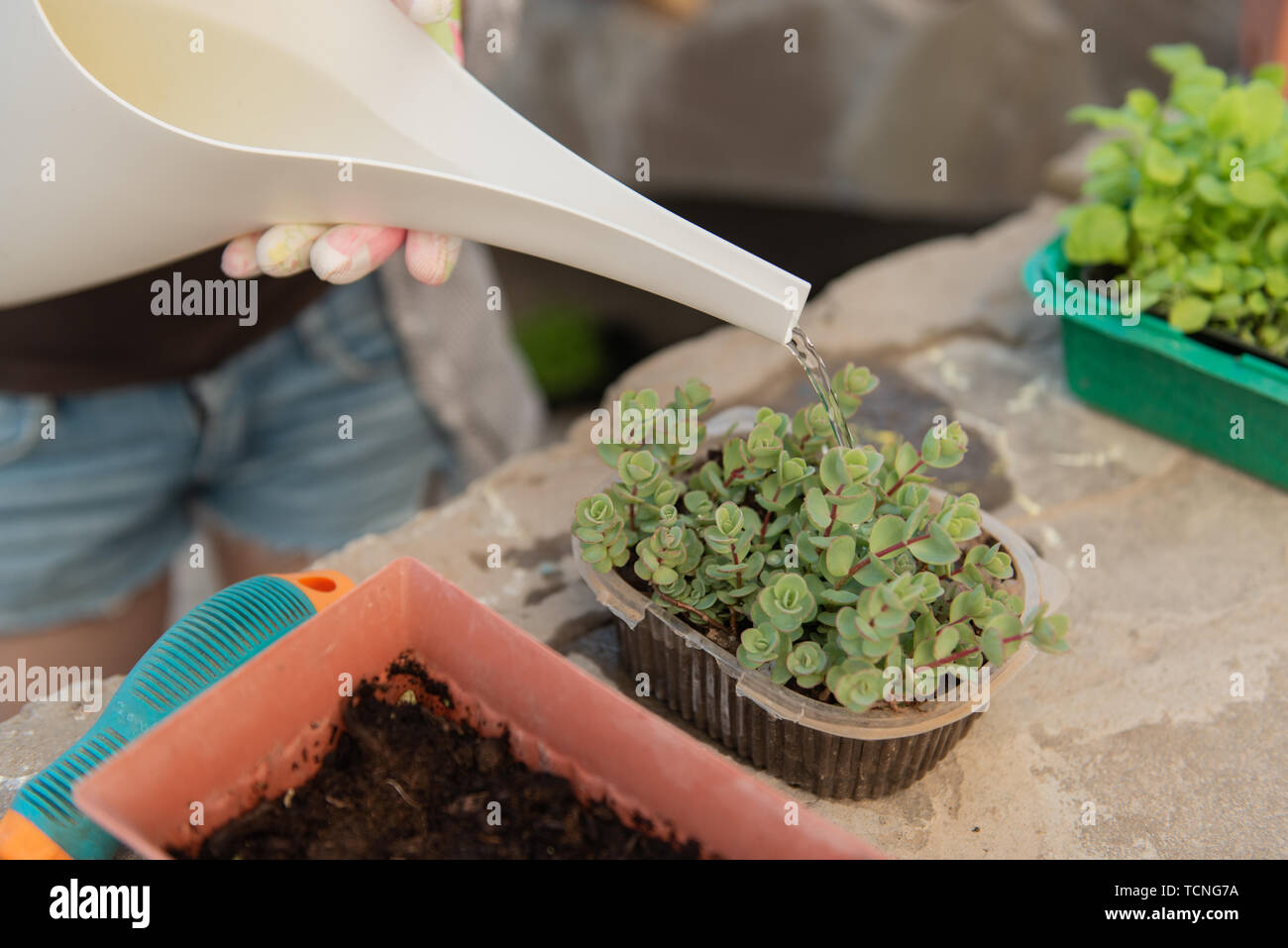 Tree plant planting transplanting hi-res stock photography and images ...