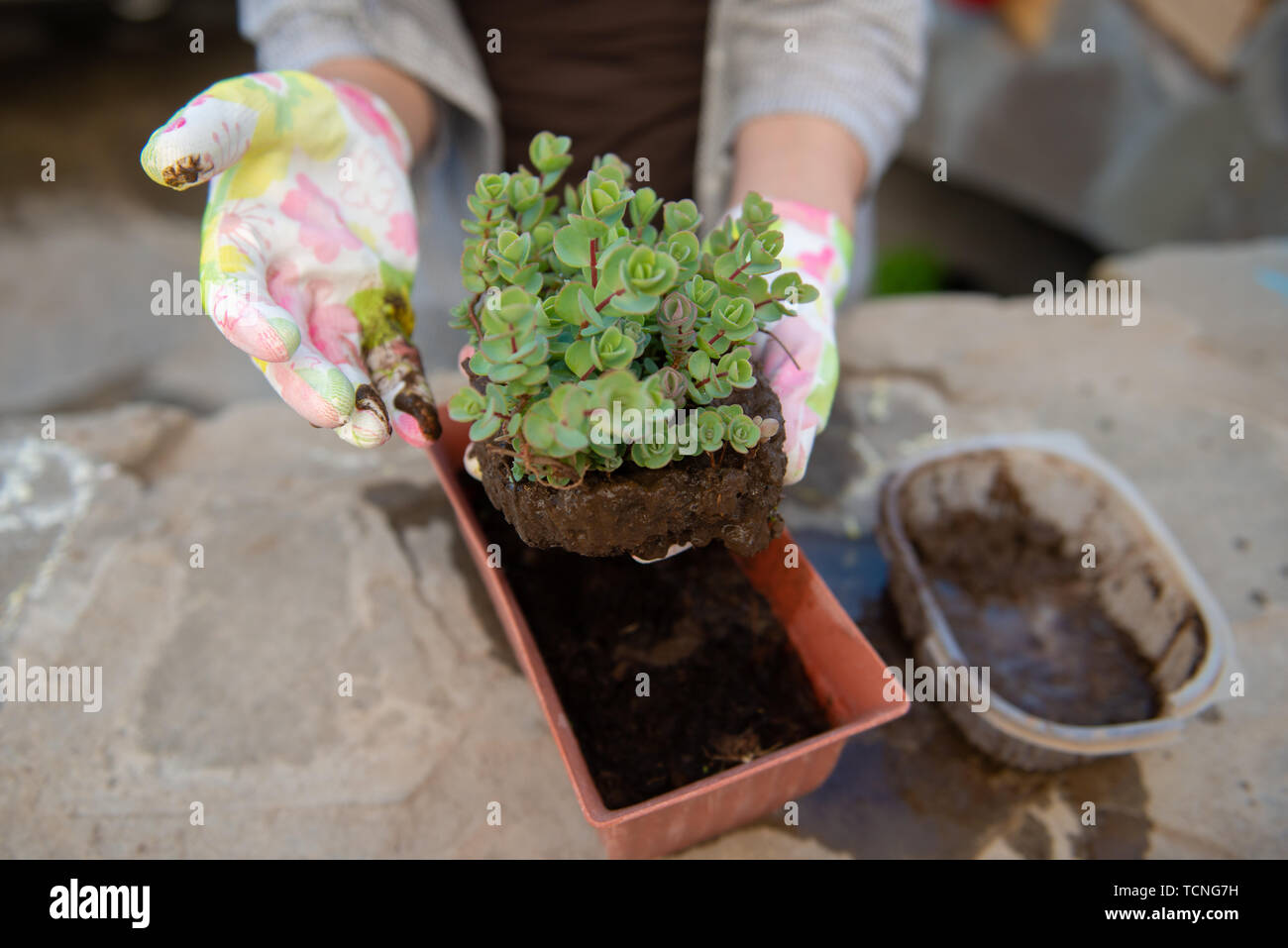 Tree plant planting transplanting hi-res stock photography and images ...