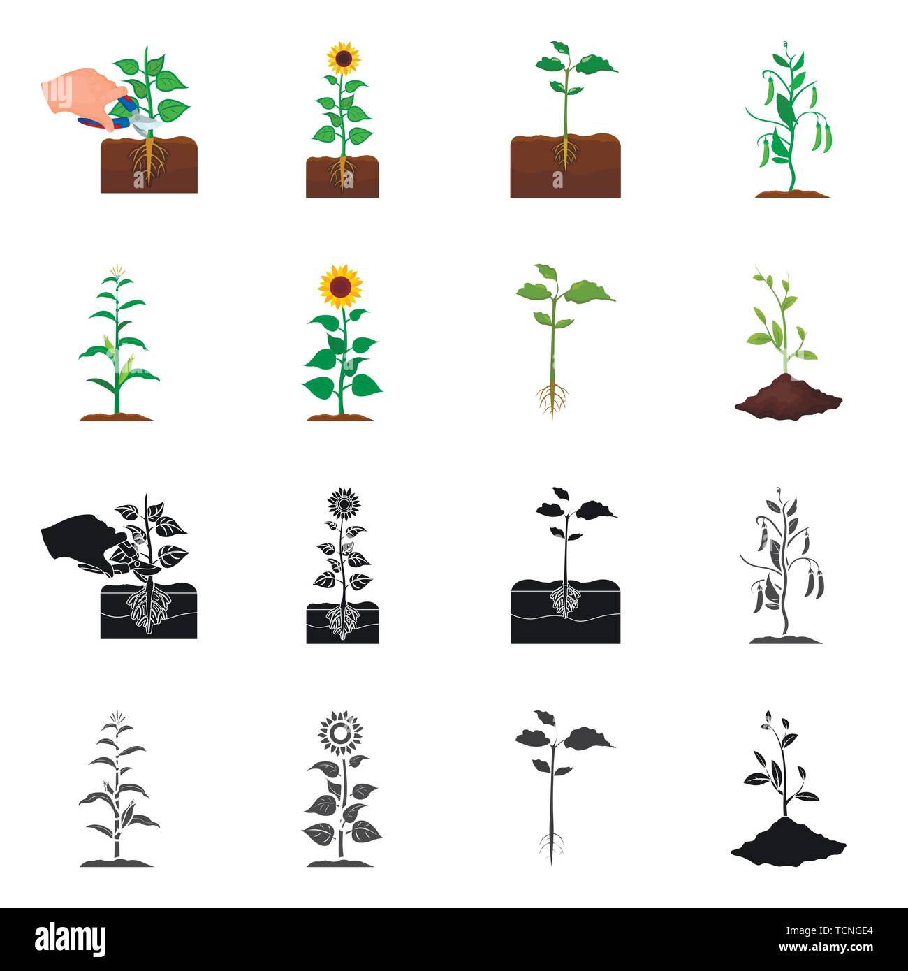 grow,root,cycle,development,seed,plant,bean,germinate,process,seedling ...