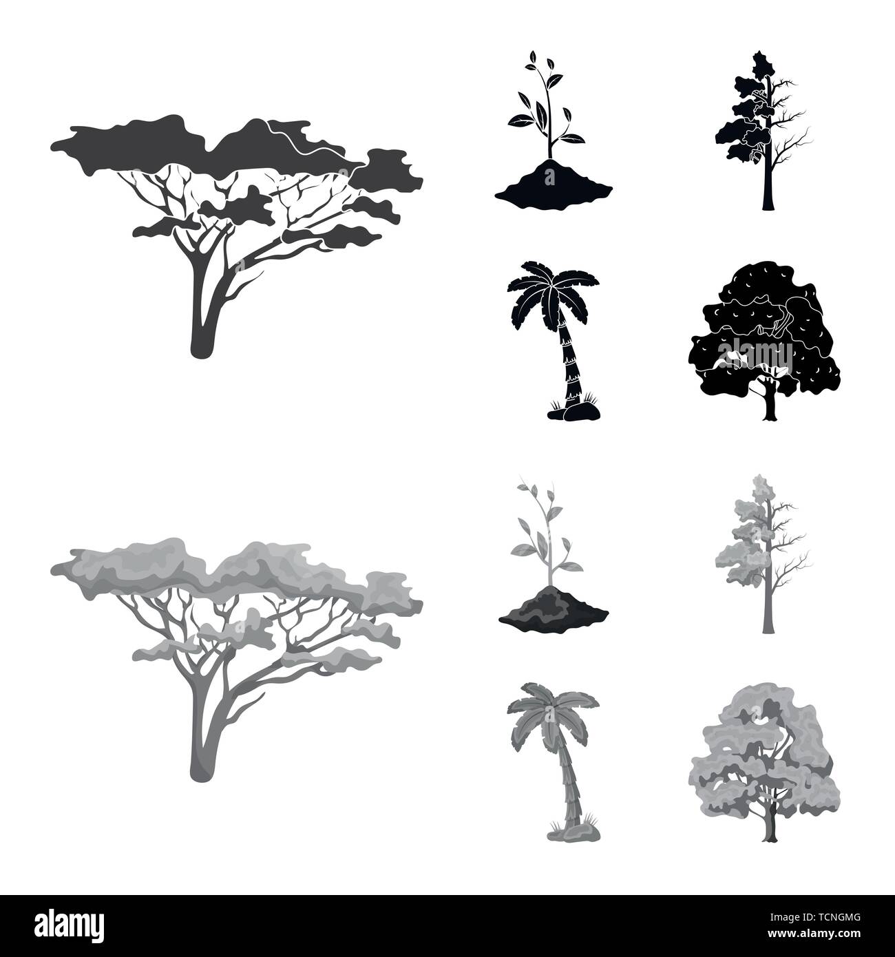 California oak forest Stock Vector Images - Alamy