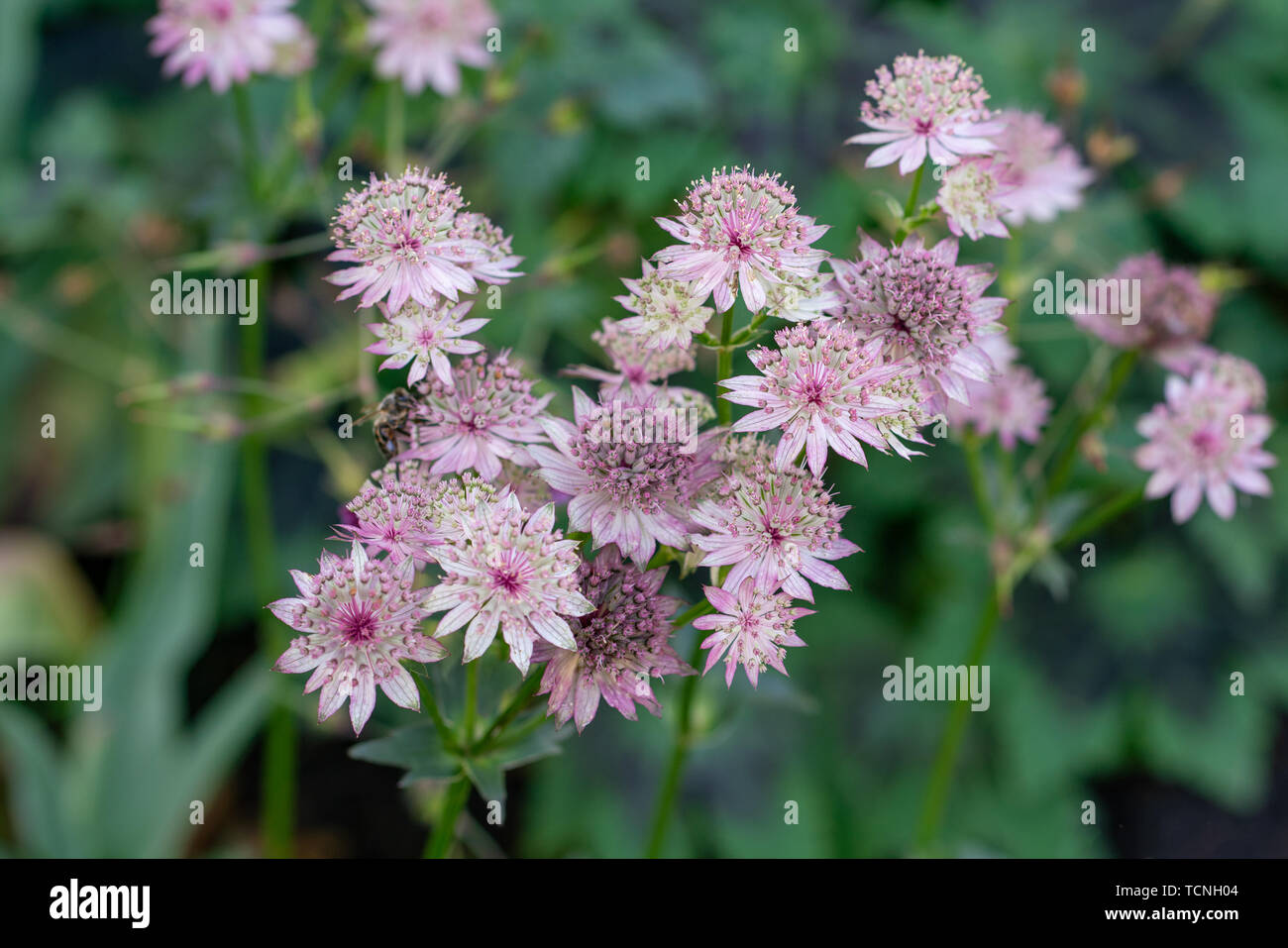 macro shot of pink flowers of astrantia major showing many details like ...