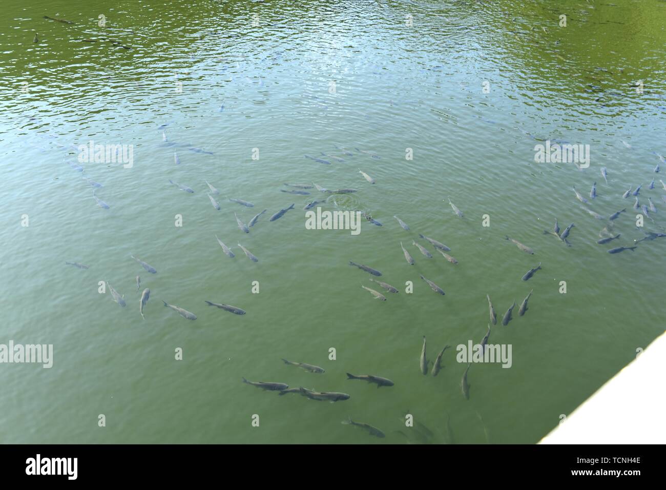 Pond fish pond Stock Photo - Alamy