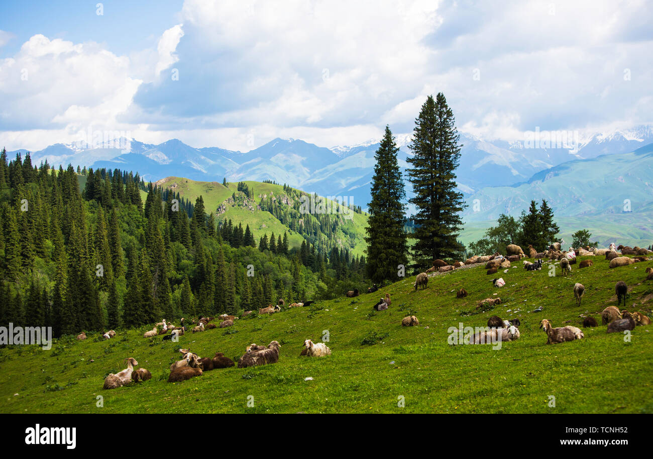The Narati Prairie, which has a river valley and a mountain prairie ...