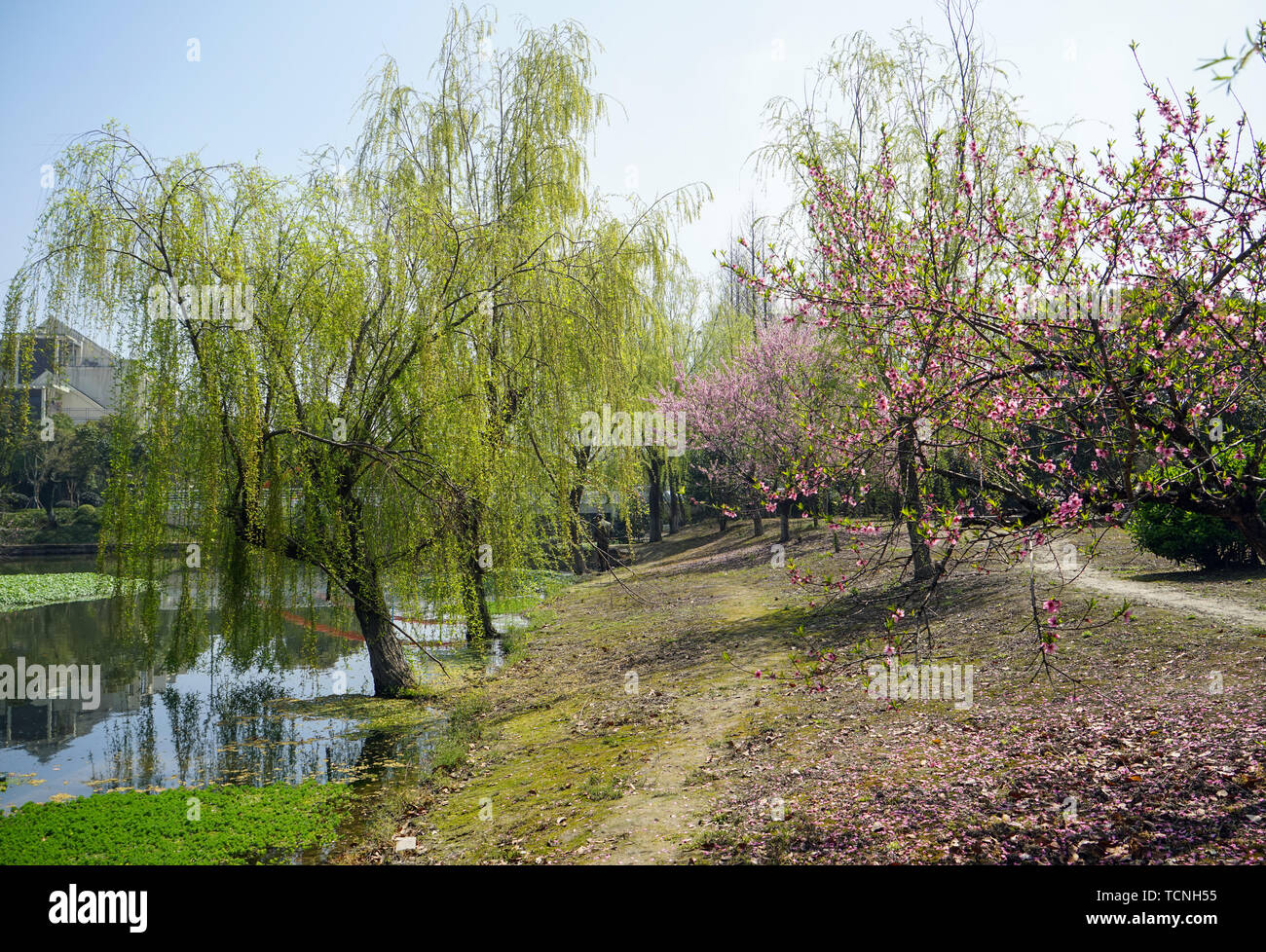 Spring flower season Stock Photo - Alamy