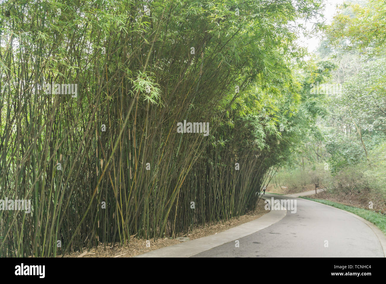 Bamboo Forest Grassland Road in Chengdu Stock Photo - Alamy
