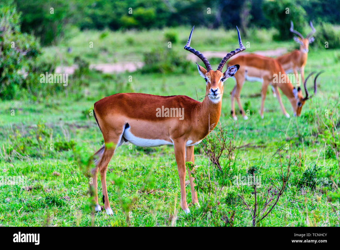 Animals teams hi-res stock photography and images - Alamy