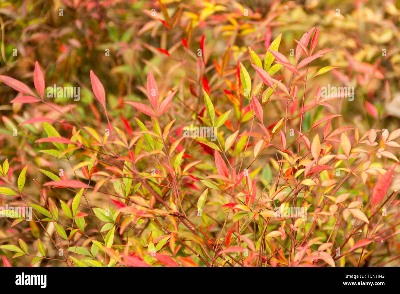 Red, red, green southern bamboo Stock Photo - Alamy