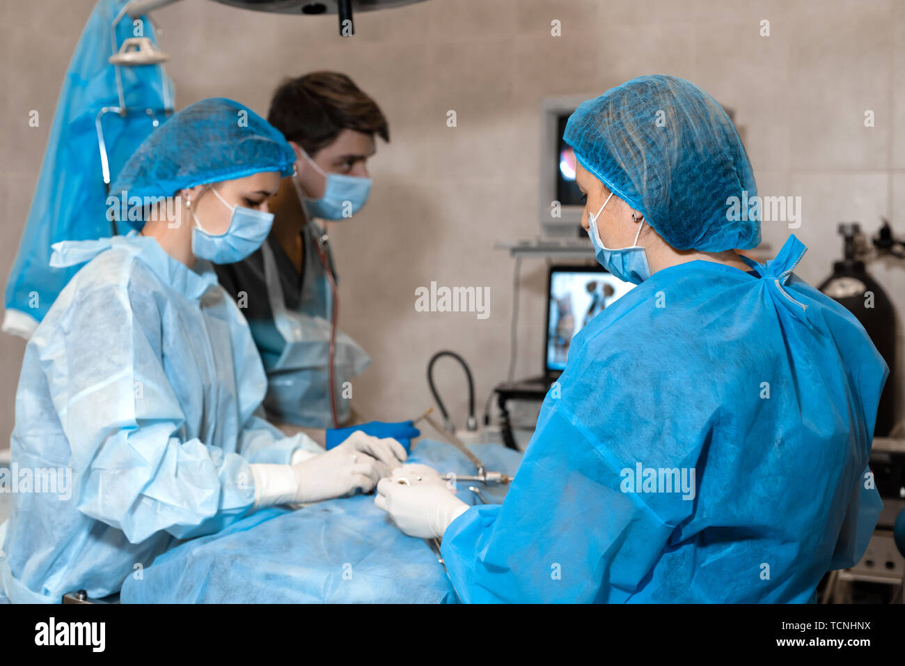 Uterus of a cat hi-res stock photography and images - Alamy