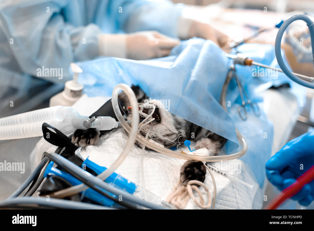 cat under general anesthesia on the operating table prepared to ...