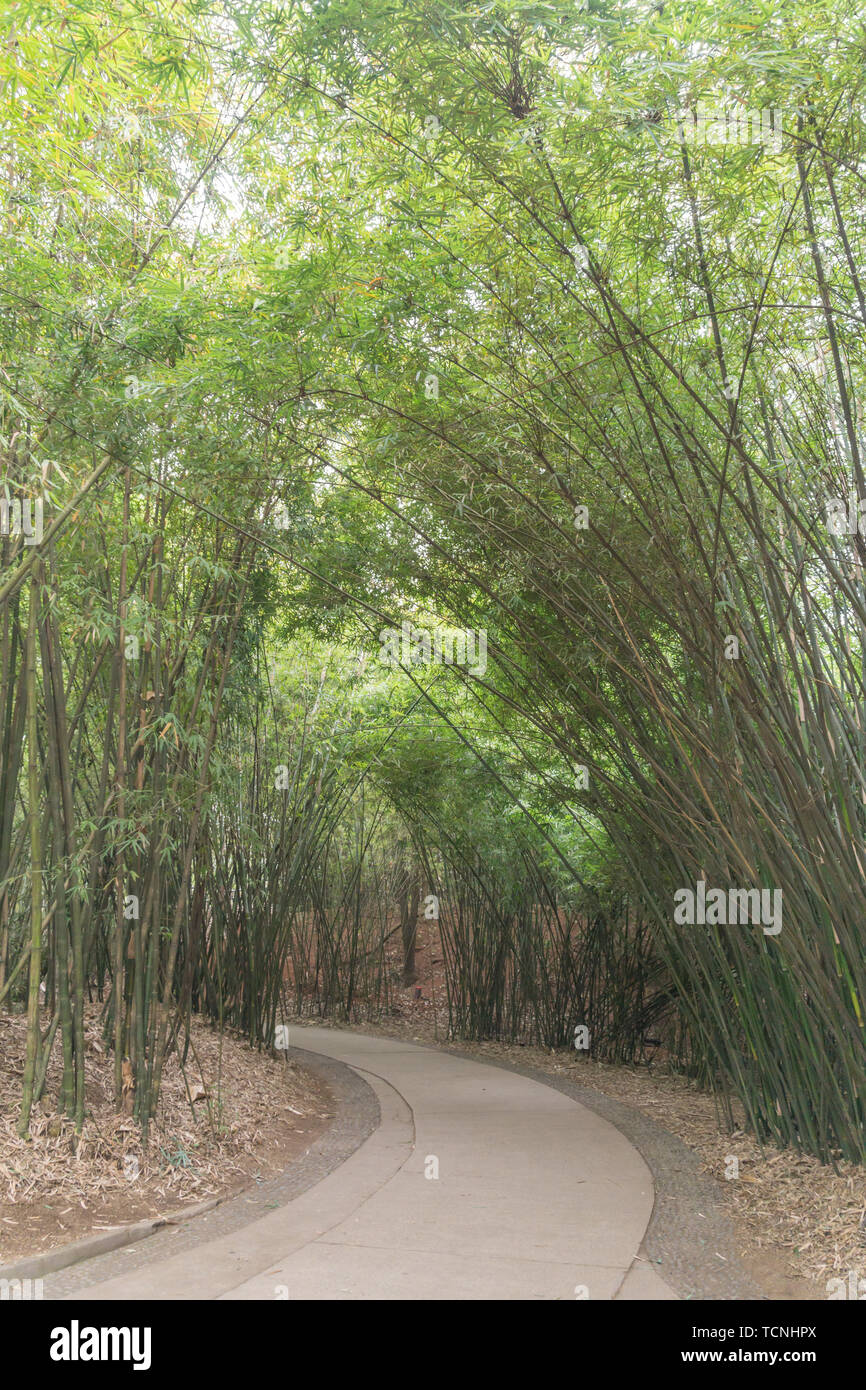 Bamboo Forest Grassland Road in Chengdu Stock Photo - Alamy