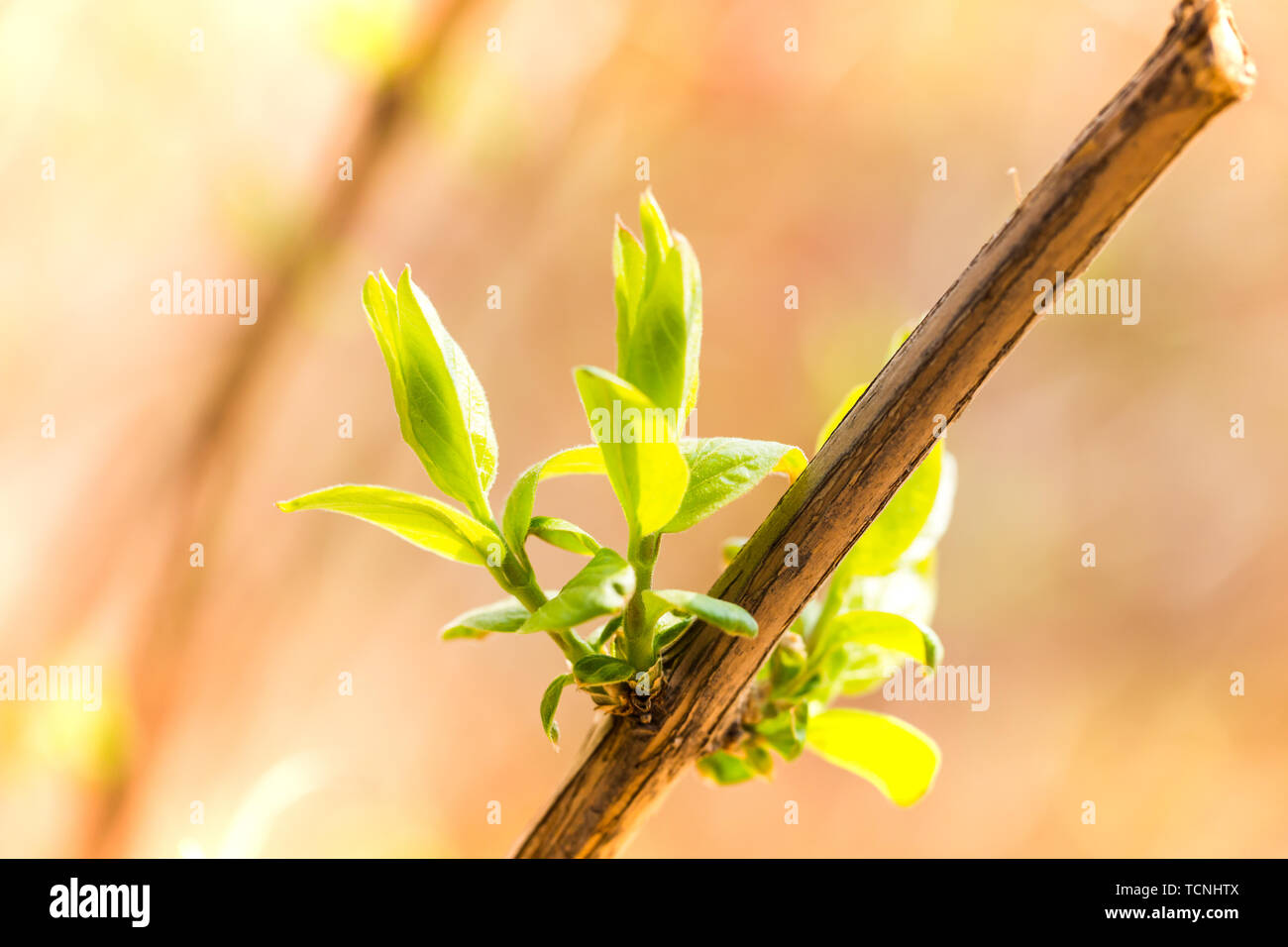 Grains And Gardens Close Up Environment Is Small High Resolution Stock ...
