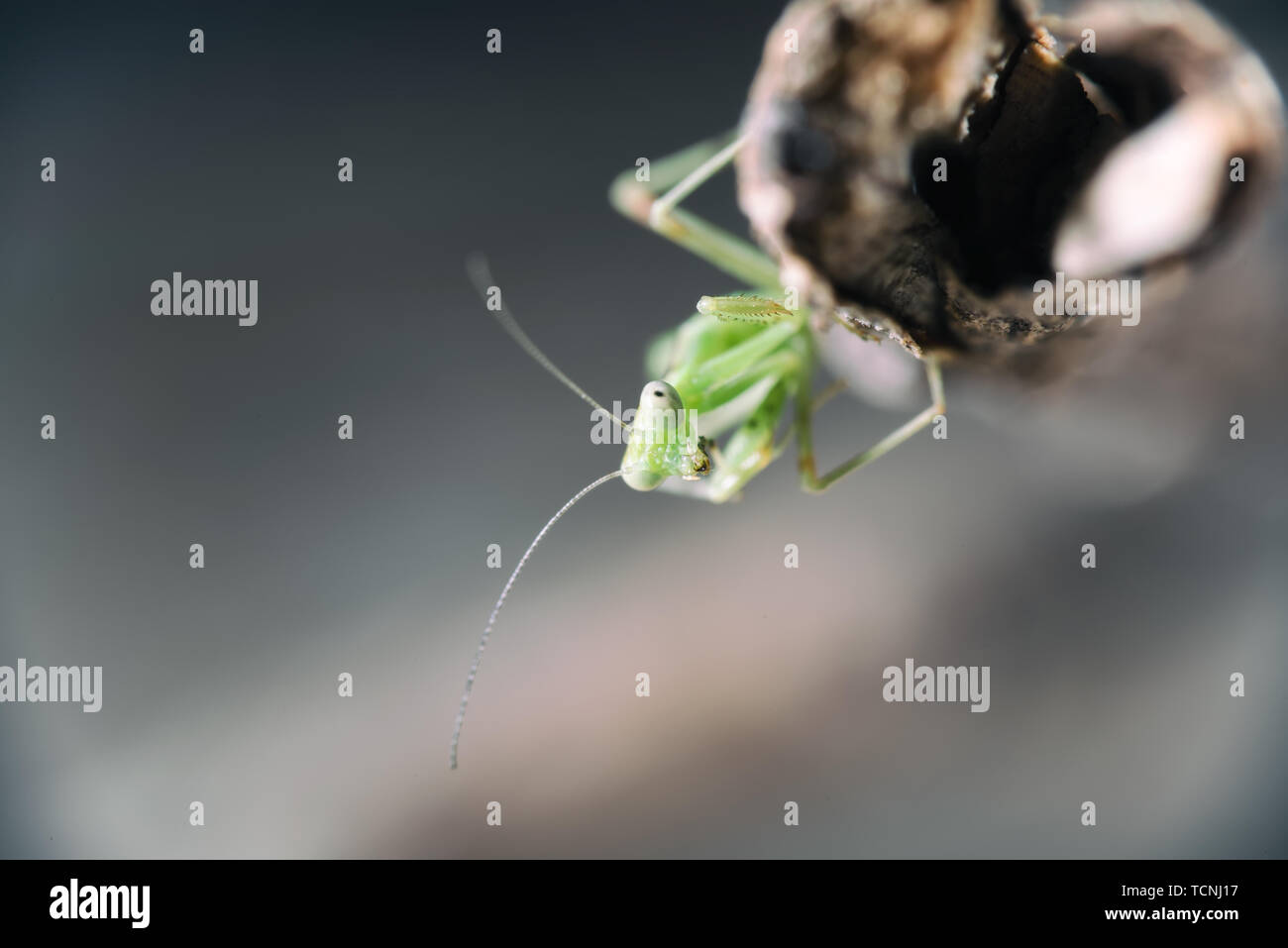 Insects in nature Stock Photo - Alamy