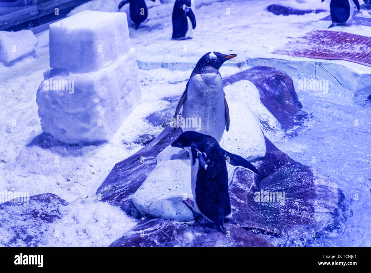 Penguin Pavilion, Haichang Ocean Park, Shanghai Stock Photo - Alamy