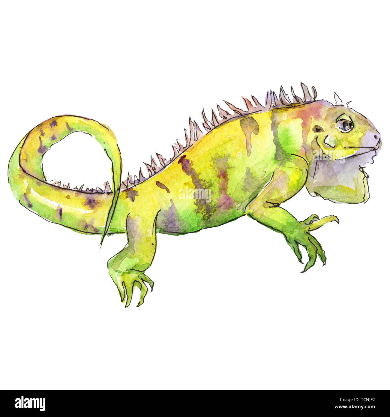 Guana lizard in nature iguana hi-res stock photography and images - Alamy