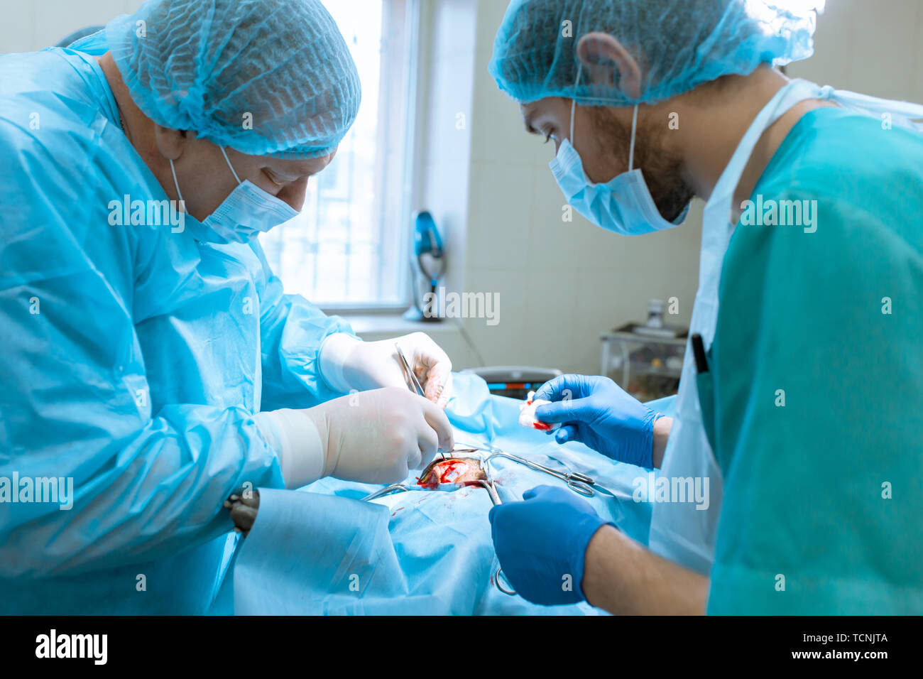 A male surgeon in a mask and gown operates in a sterile operating room ...