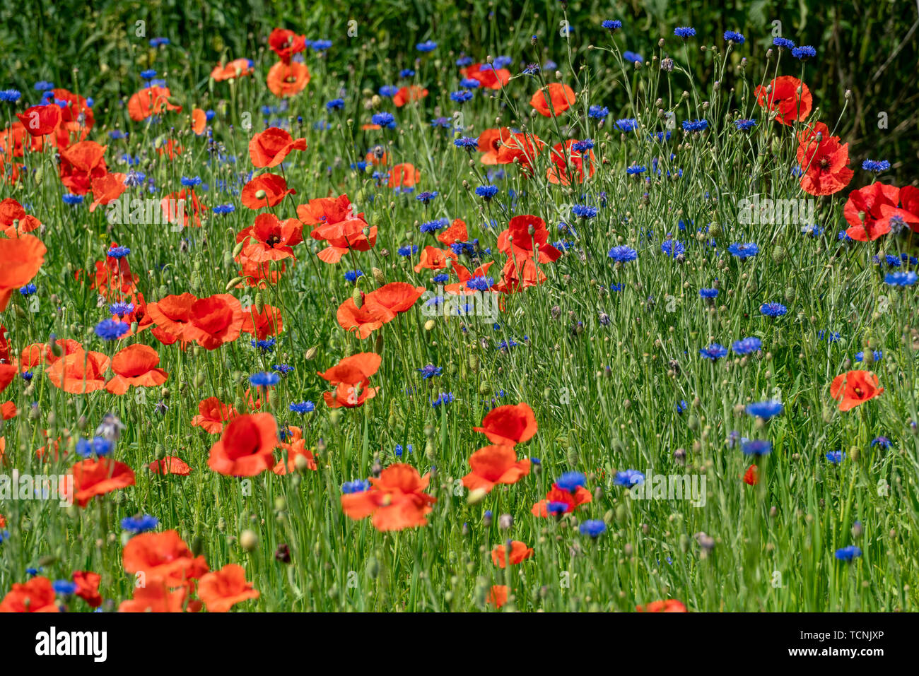 scenic field of red corn poppies and blue cornflowers in bright ...