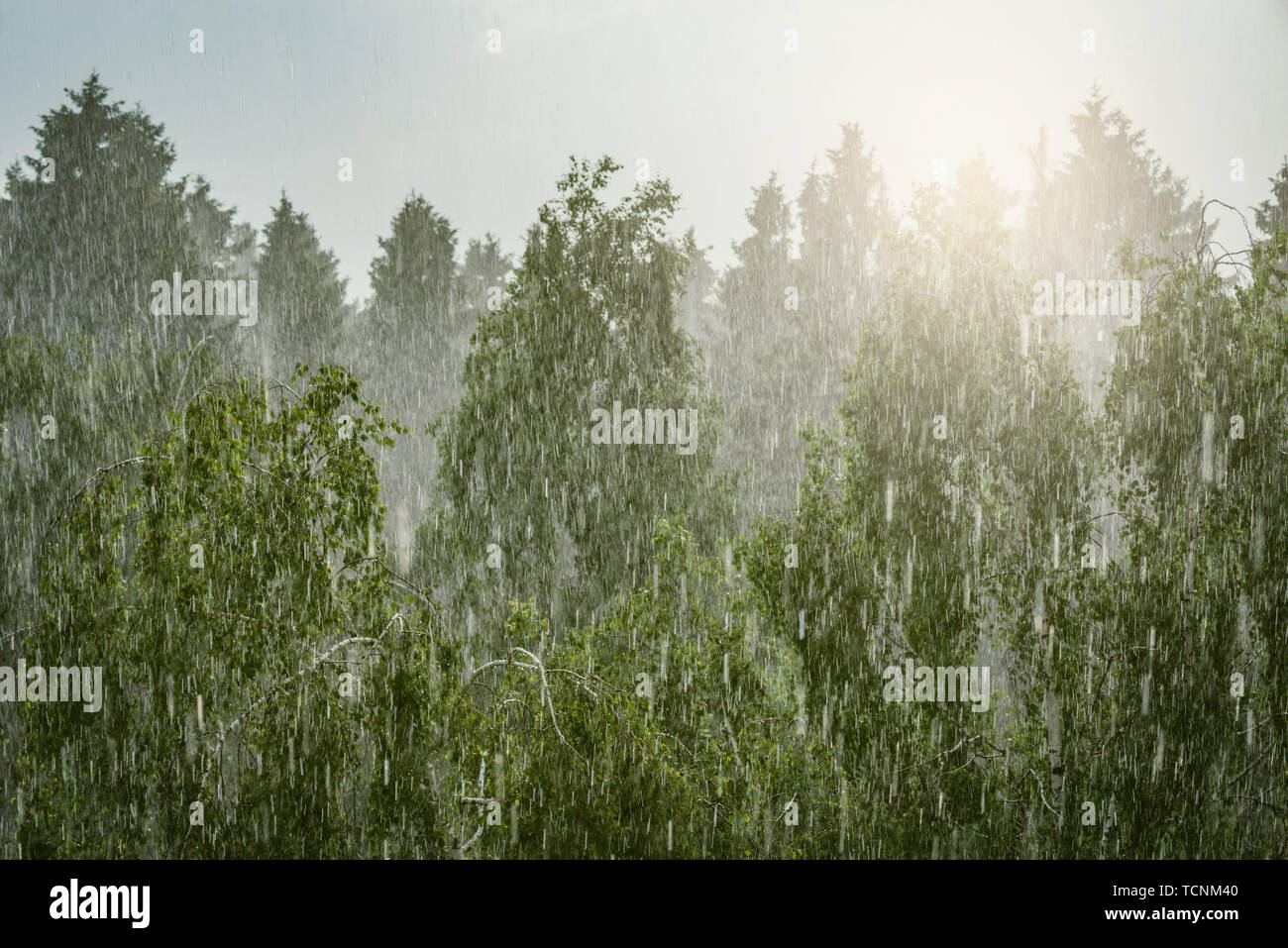 Forest trees under the pouring rain at day time Stock Photo - Alamy
