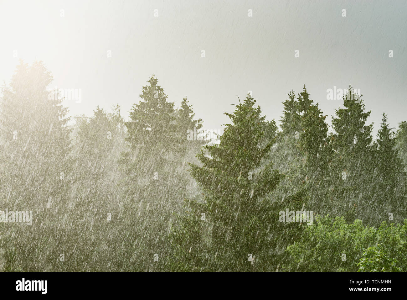 Forest trees under the pouring rain at day time Stock Photo - Alamy