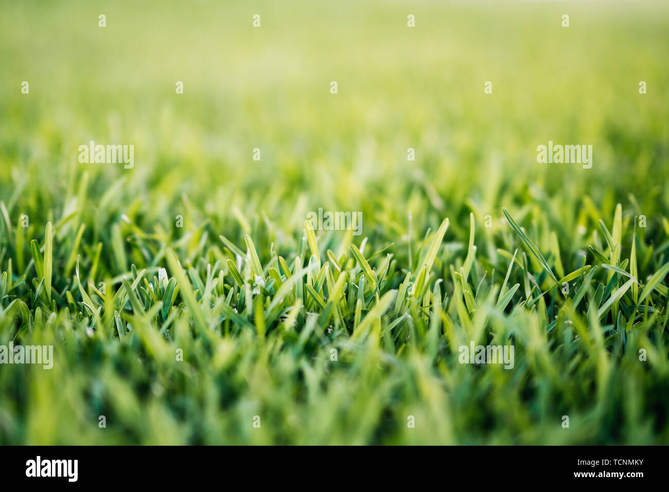 Spring or summer background with green grass.Environment concept Stock ...