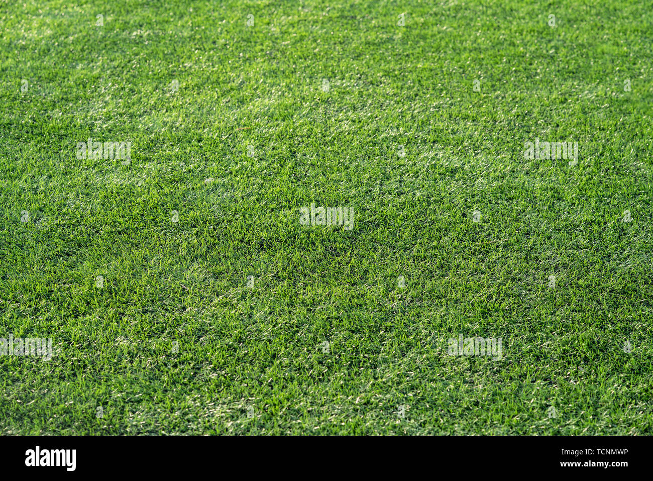 Grow lights football grass hi-res stock photography and images - Alamy