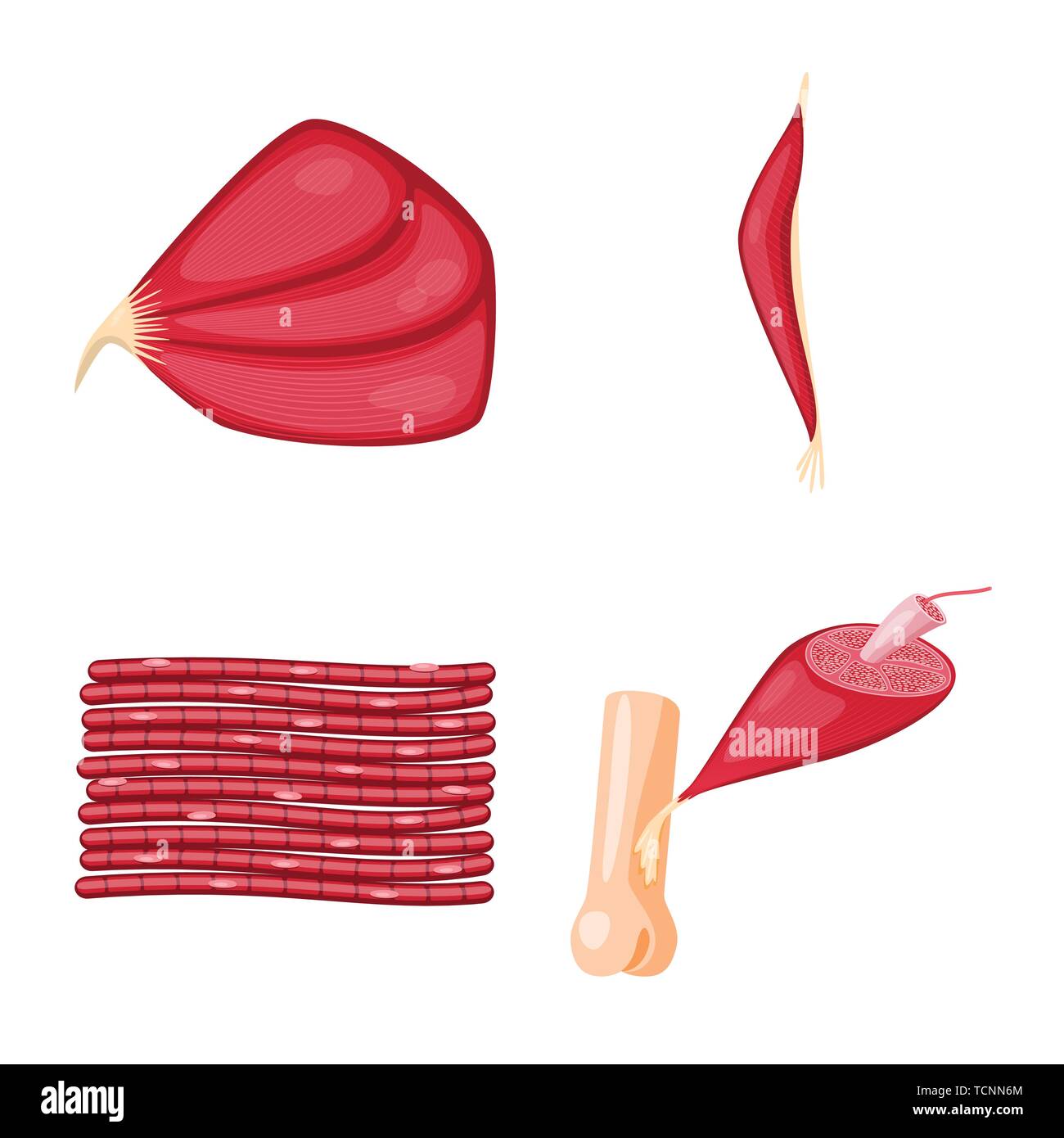 Isolated object of muscle and cells symbol. Set of muscle and anatomy ...