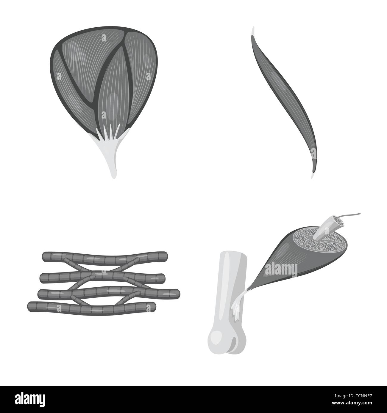 Vector illustration of human and body symbol. Set of human and cells ...