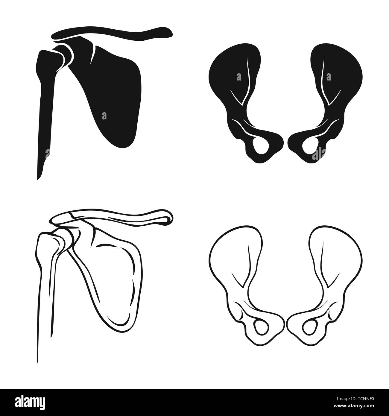 femur,hip,pelvis,joint,pelvic,surgery,healthy,leg,calcium,joints ...