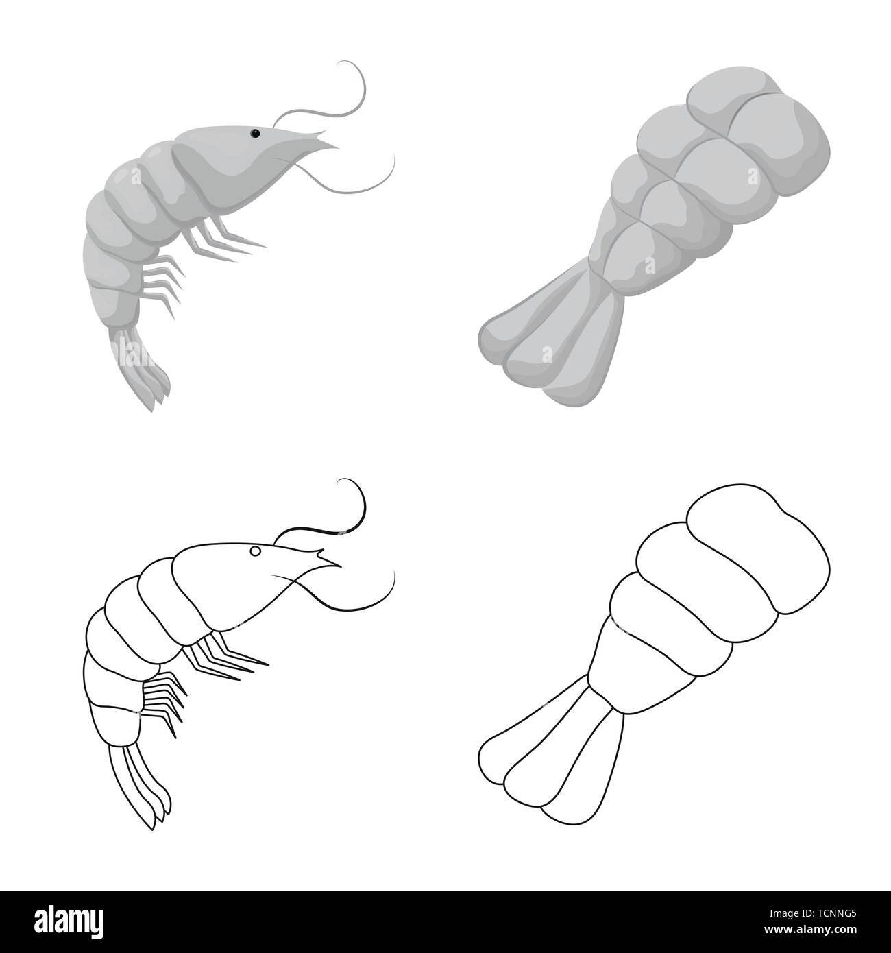 Atlantic prawn Stock Vector Images - Alamy