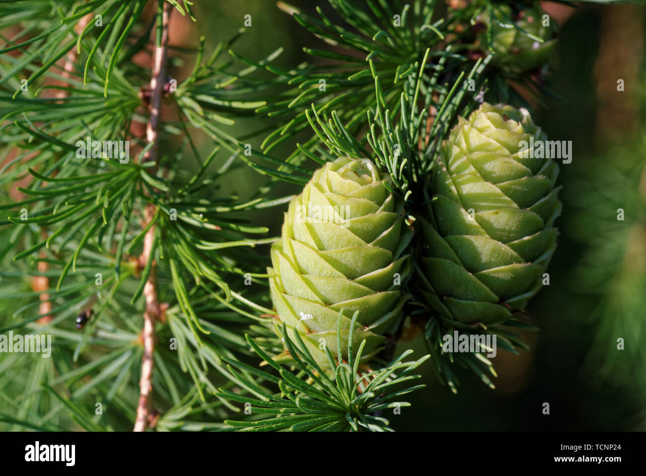 Green ovulate cones of larch tree in spring, beginning of June Stock ...
