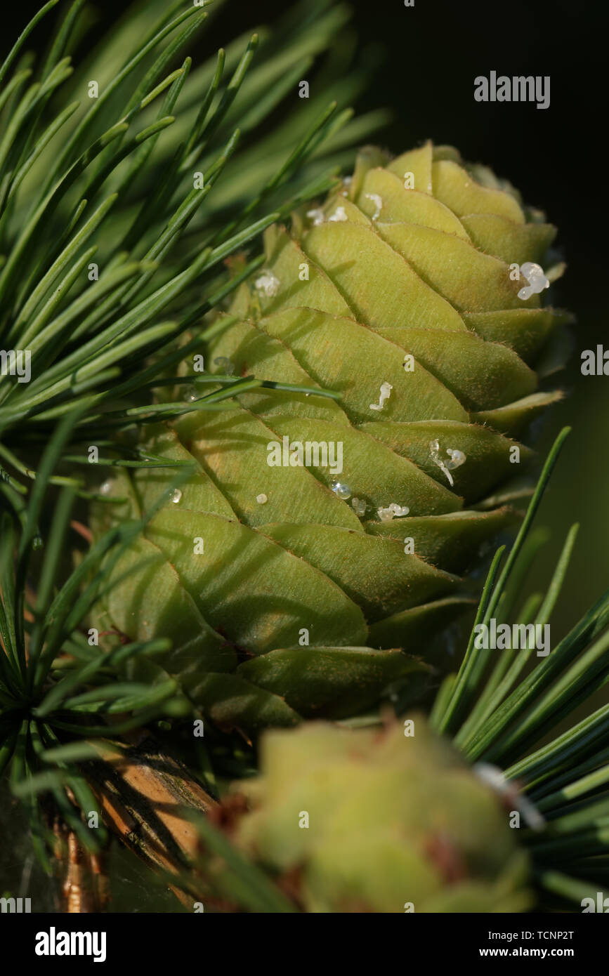 Green ovulate cones of larch tree in spring, beginning of June Stock ...