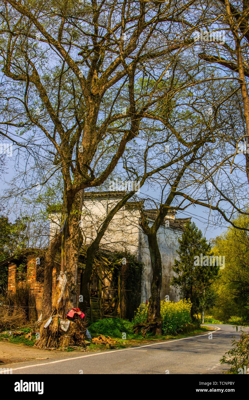 Anhui rapeseed hi-res stock photography and images - Alamy