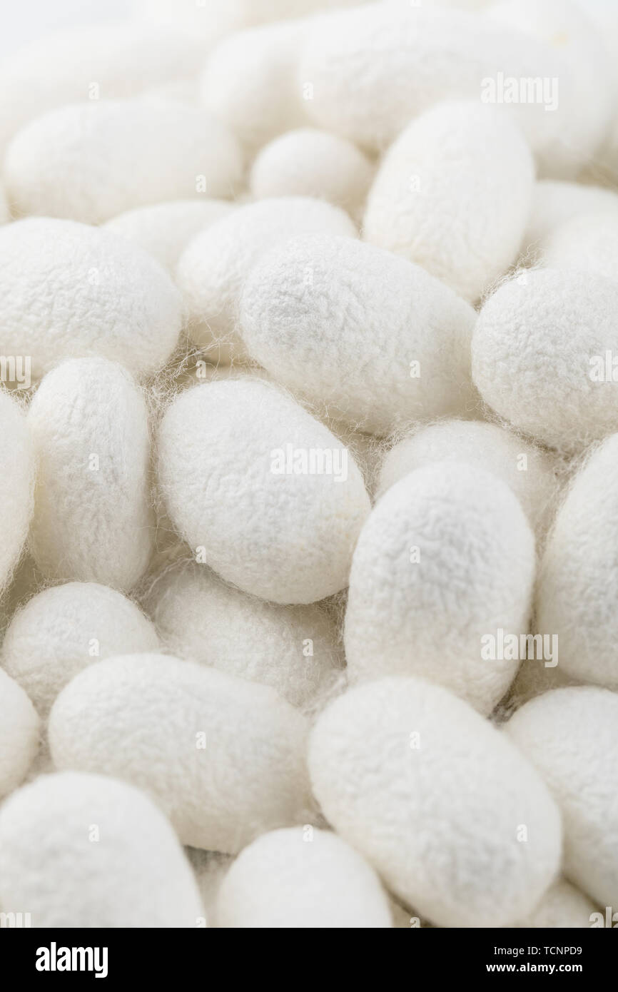 Smooth cocoon hi-res stock photography and images - Alamy