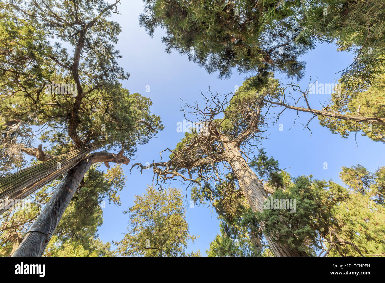 Ancient trees in the Confucius Temple in Qufu, Shandong Province Stock ...
