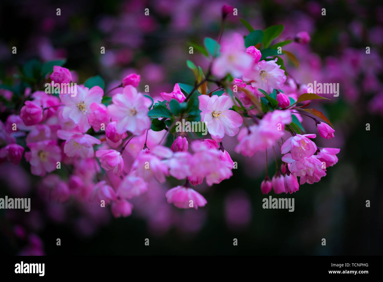 High definition flowers hi-res stock photography and images - Alamy